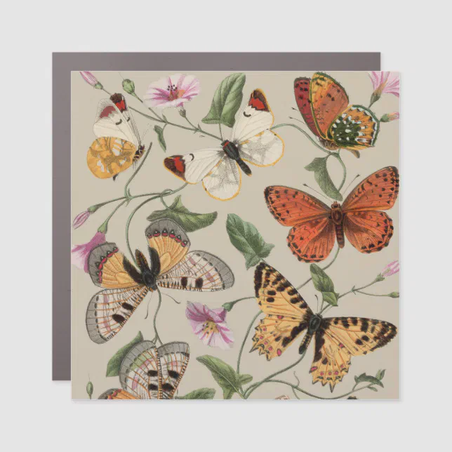 Butterfly Moth Nature Collection Drawing Car Magnet | Zazzle