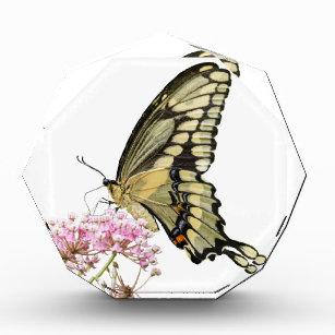 Butterfly Awards & Certificates | Zazzle