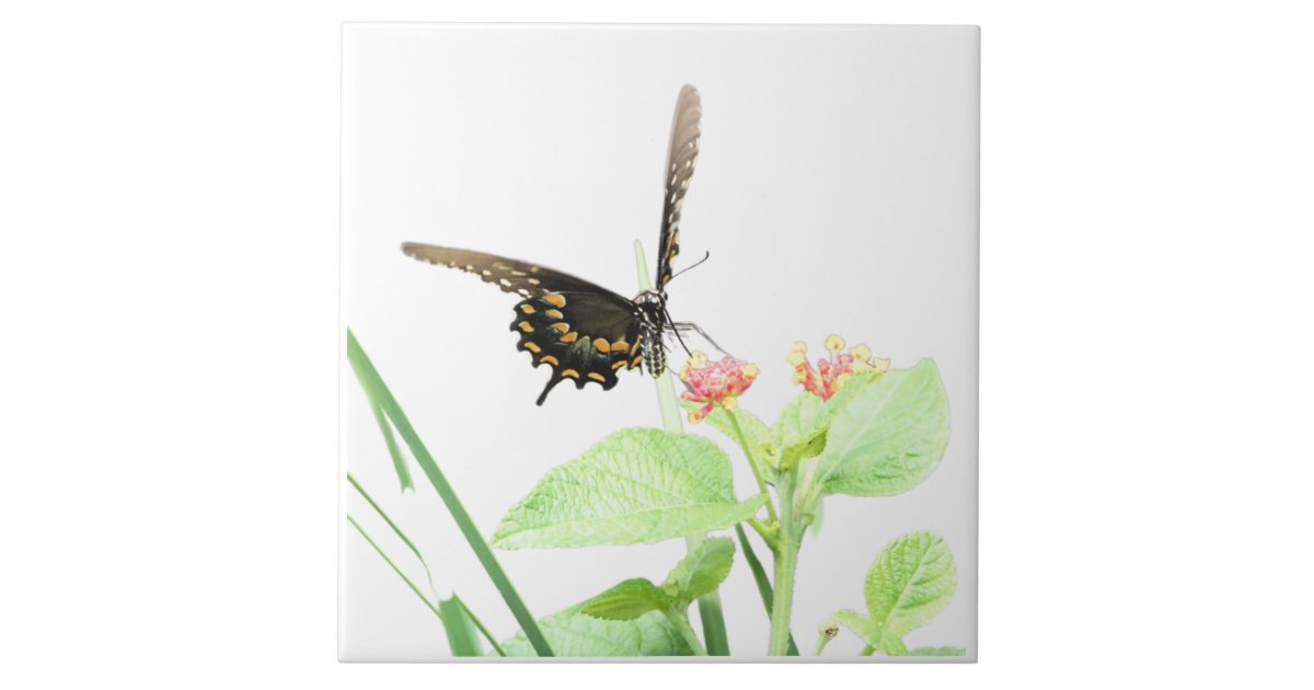 Butterfly on Lantana, on White Ceramic Tile | Zazzle