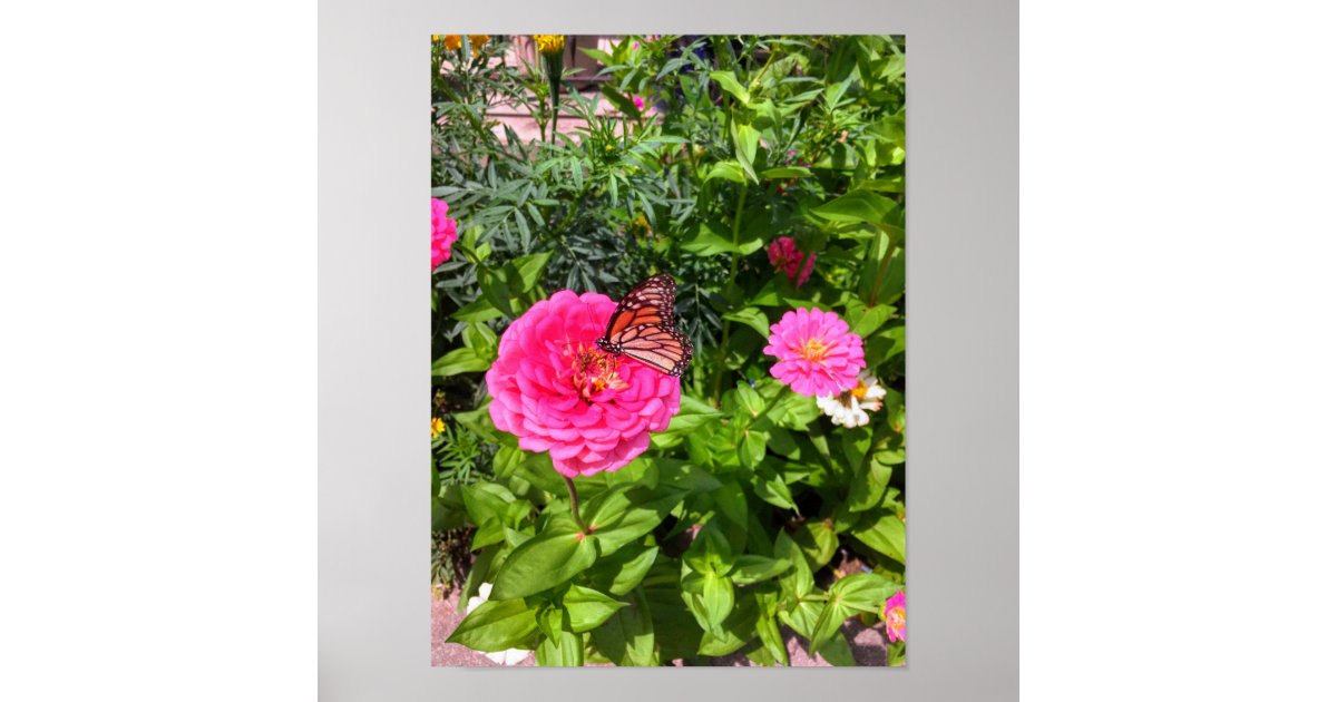 Butterfly on Pink Zinnia Poster | Zazzle
