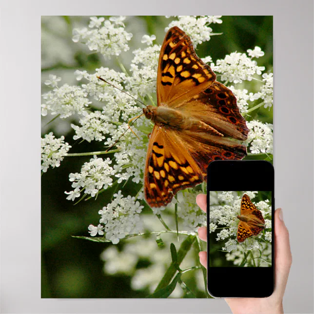 Butterfly on Queen Anne's Lace Poster | Zazzle