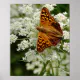 Butterfly on Queen Anne's Lace Poster | Zazzle