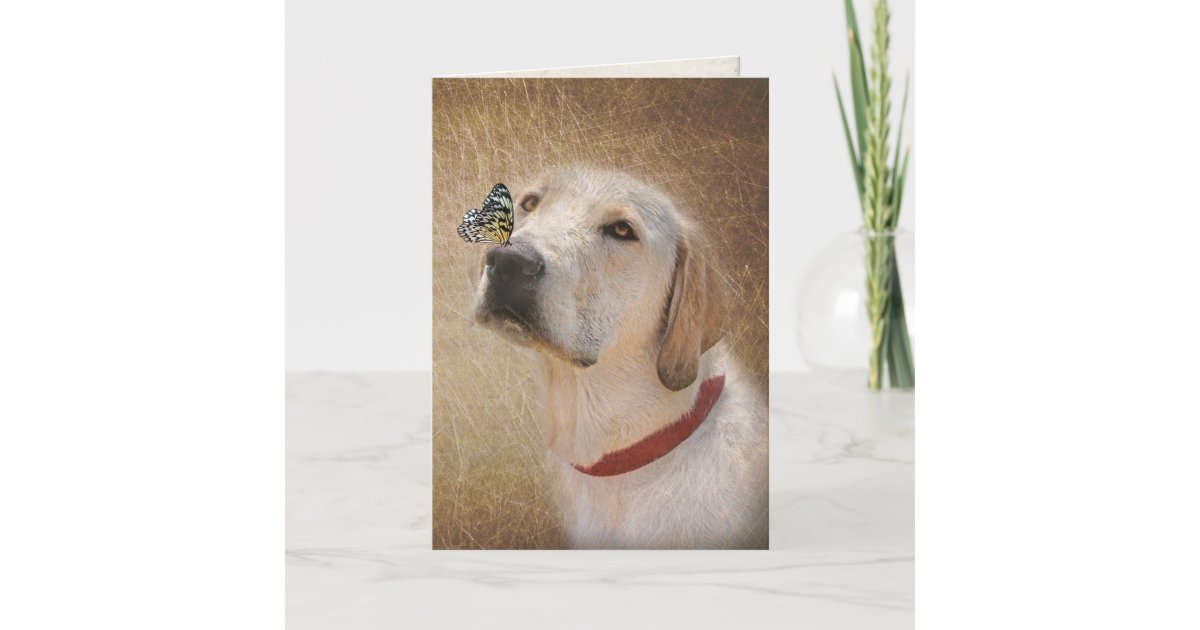 butterfly on yellow Labrador retriever's nose Card | Zazzle