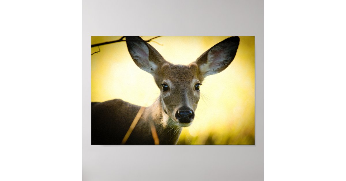 Button Buck Poster | Zazzle
