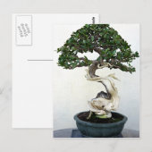 Buttonwood Bonsai Tree Postcard | Zazzle