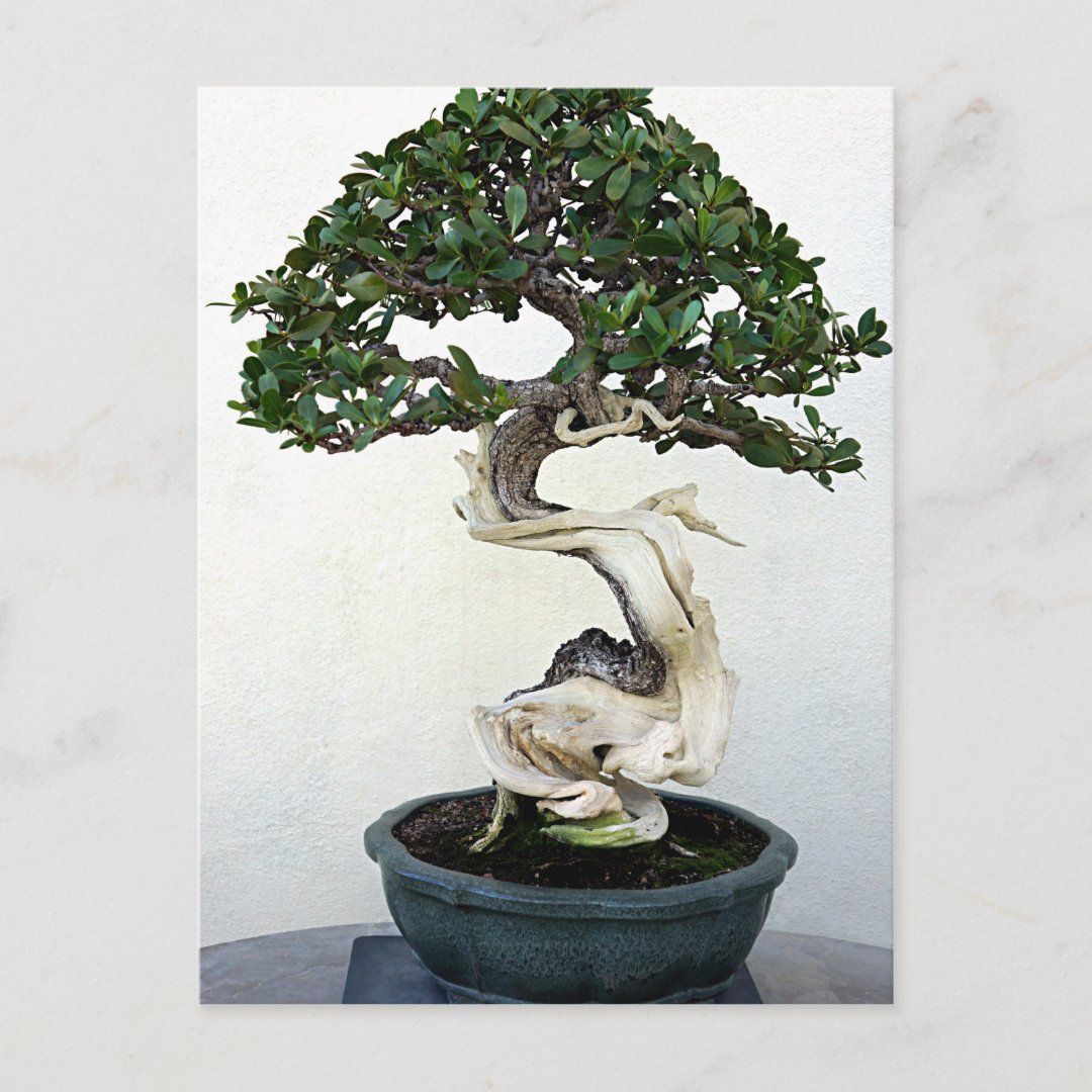Buttonwood Bonsai Tree Postcard | Zazzle