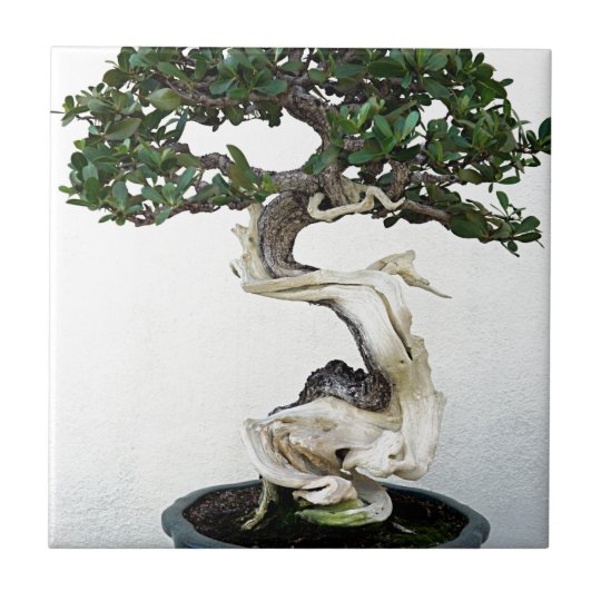 Buttonwood Bonsai Tree Tile | Zazzle.com