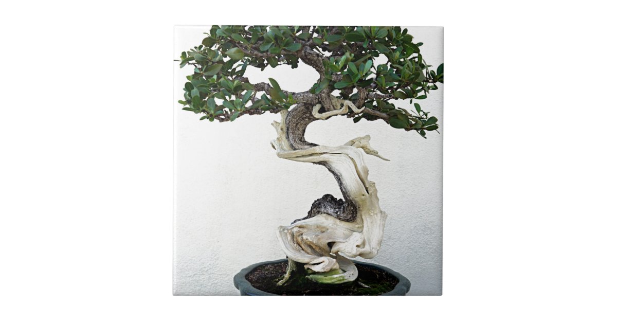 Buttonwood Bonsai Tree Tile | Zazzle