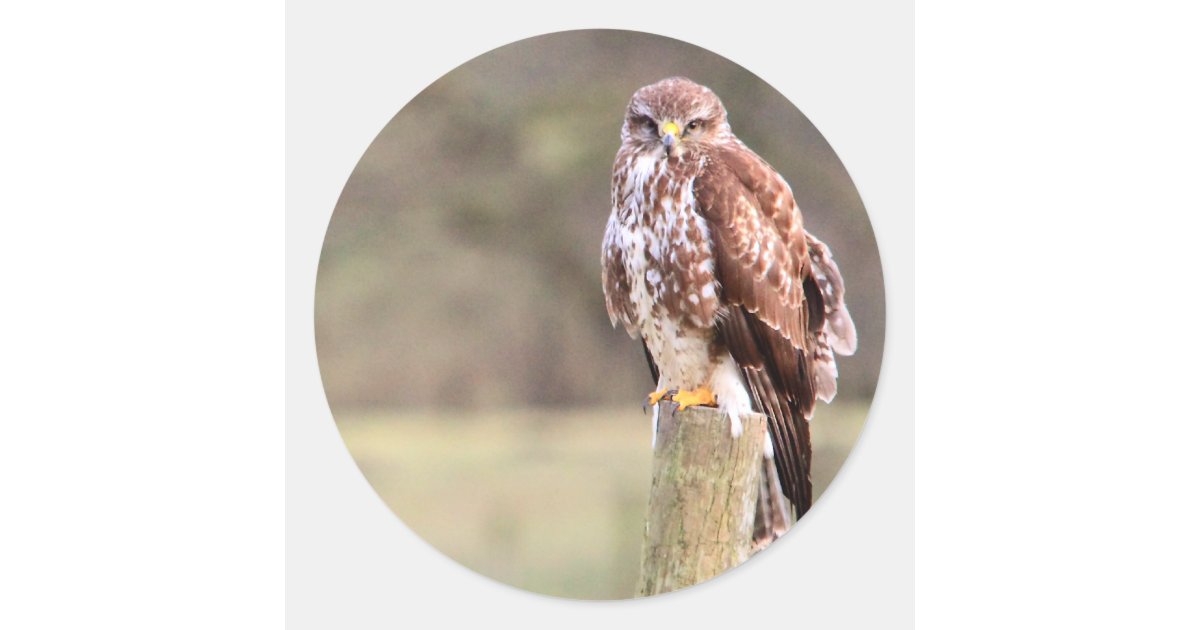 Buzzard Classic Round Sticker | Zazzle