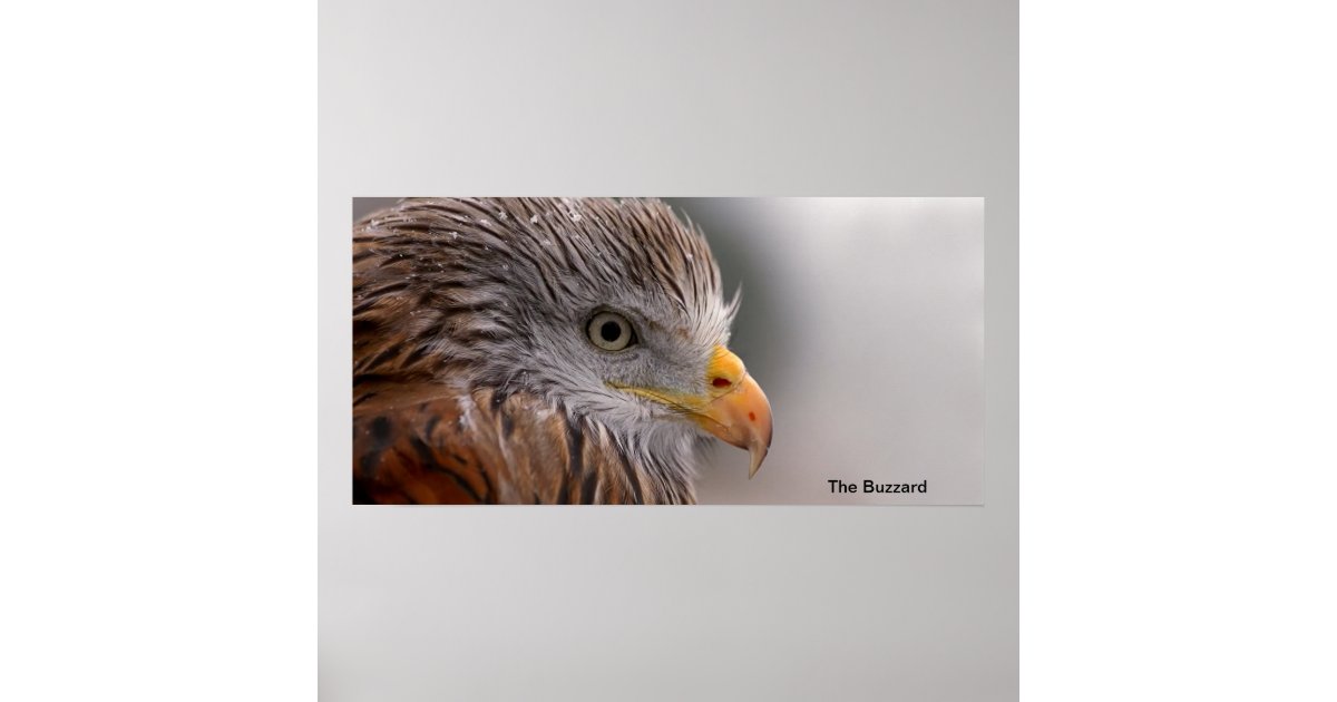 Buzzard image for Poster | Zazzle