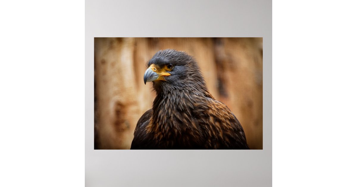 Buzzard Poster | Zazzle