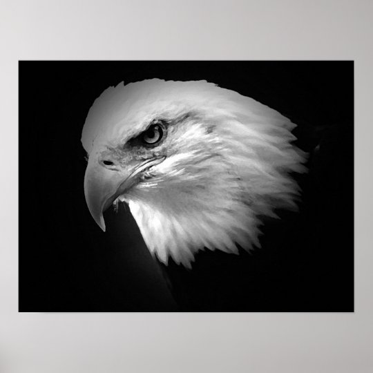 BW American Bald Eagle Poster Print Eagles Posters | Zazzle.com