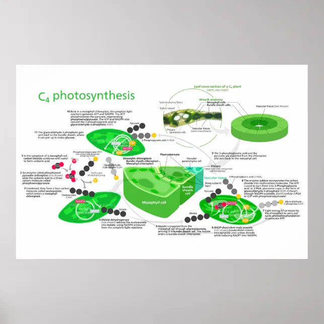 C4 Photosynthesis Diagram Leaf Plant Poster | Zazzle