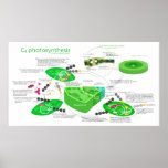 Photosynthesis Poster | Zazzle.com