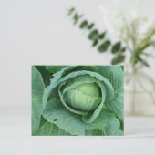 Cabbage Postcard | Zazzle