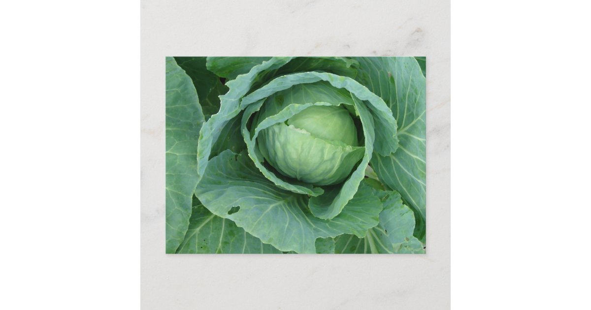 Cabbage Postcard | Zazzle