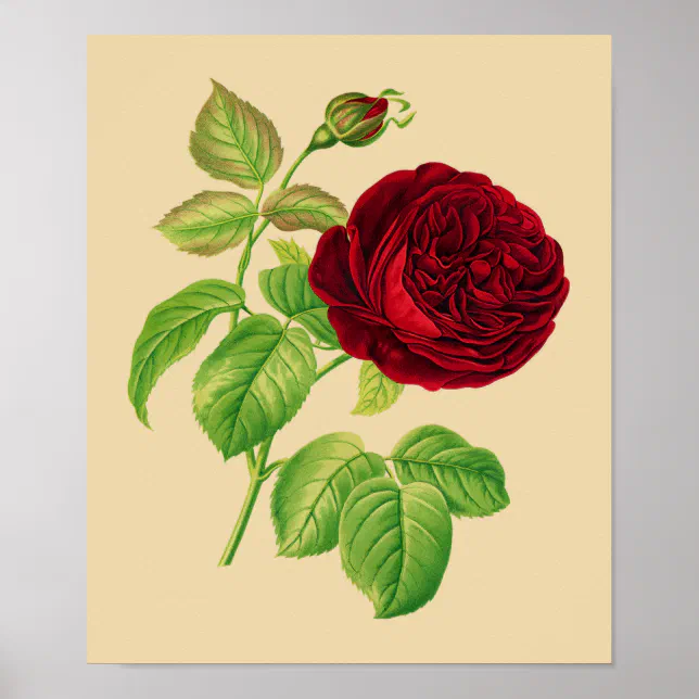 Cabbage Rose Poster | Zazzle