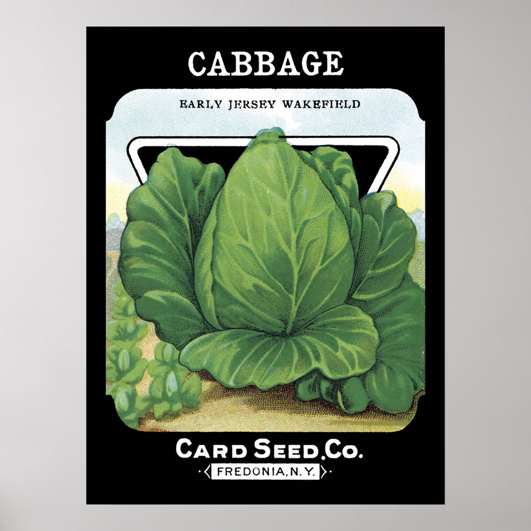 Cabbage Seed Packet Label Poster | Zazzle