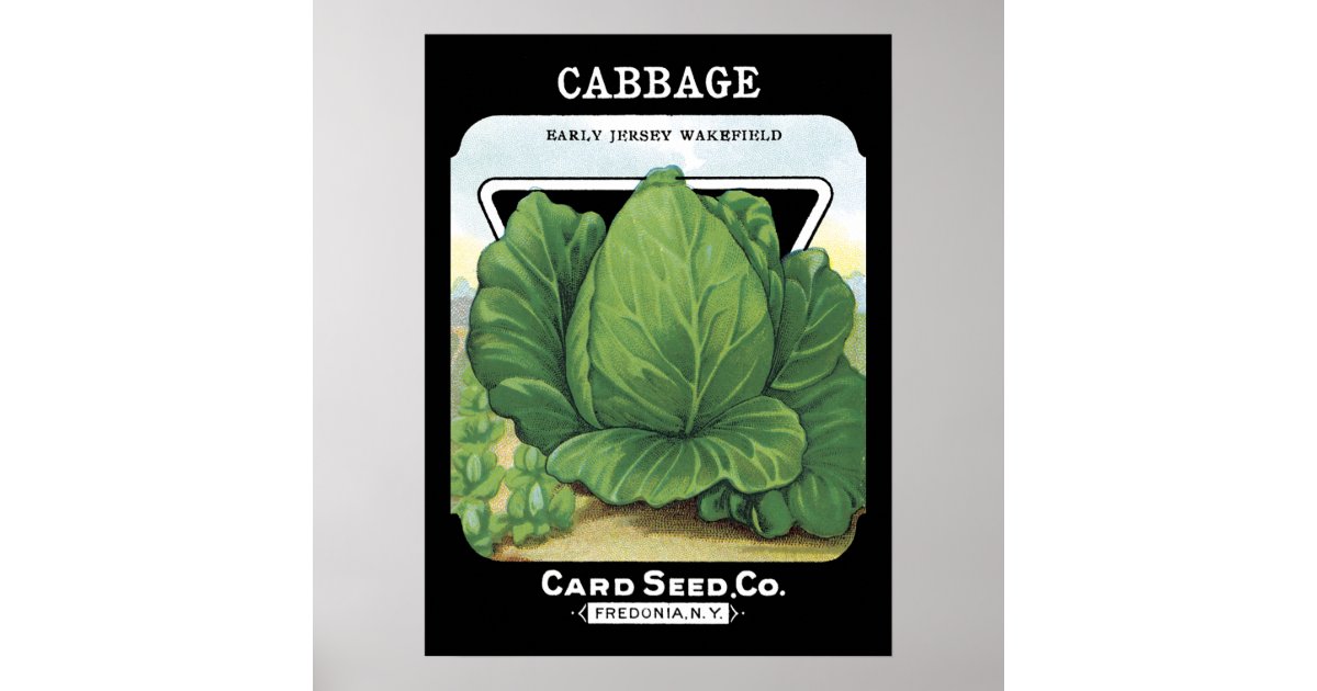 Cabbage Seed Packet Label Poster | Zazzle
