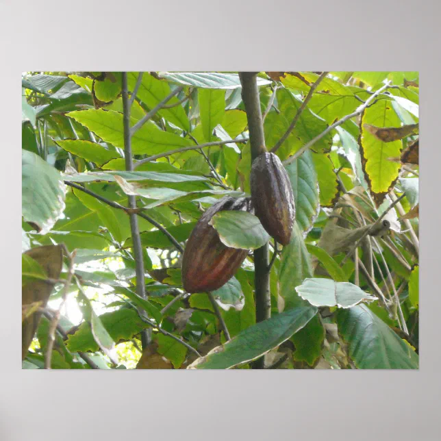 Cacao Tree Poster | Zazzle