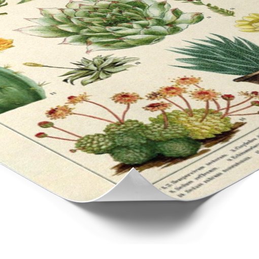 Cacti and Succulents Poster | Zazzle