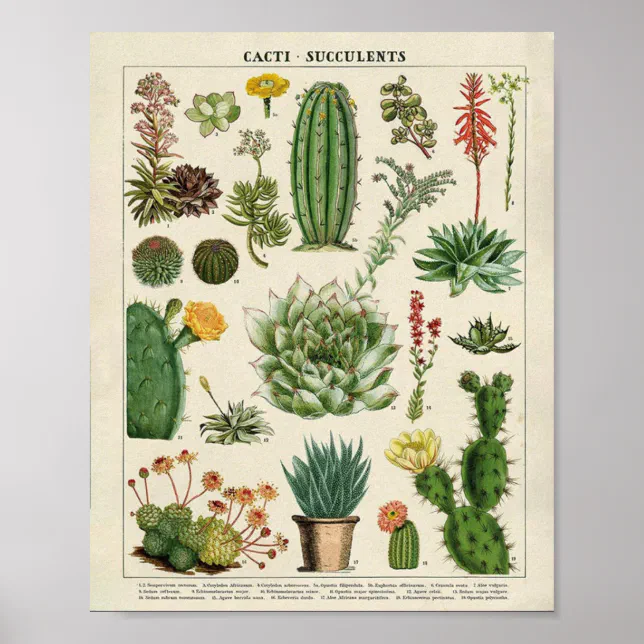 Cacti and Succulents Poster | Zazzle
