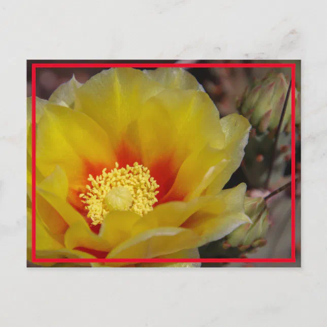 Cactus Bloom Postcard | Zazzle