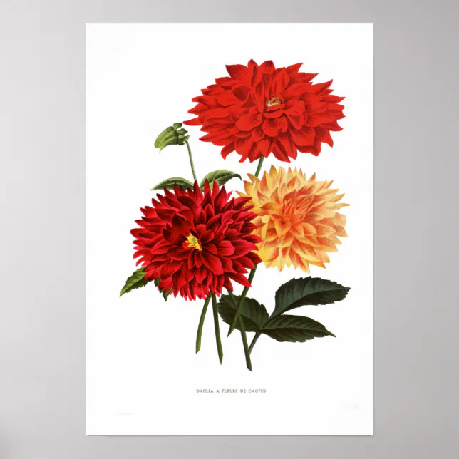 Cactus Dahlias Poster | Zazzle