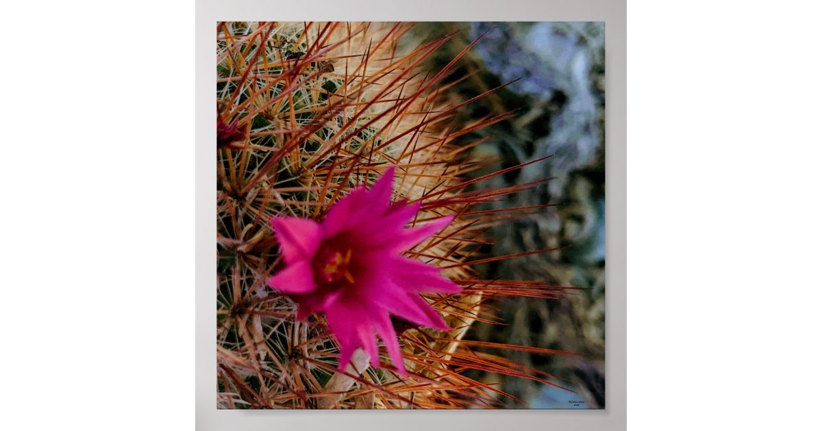 Cactus Flower Poster | Zazzle