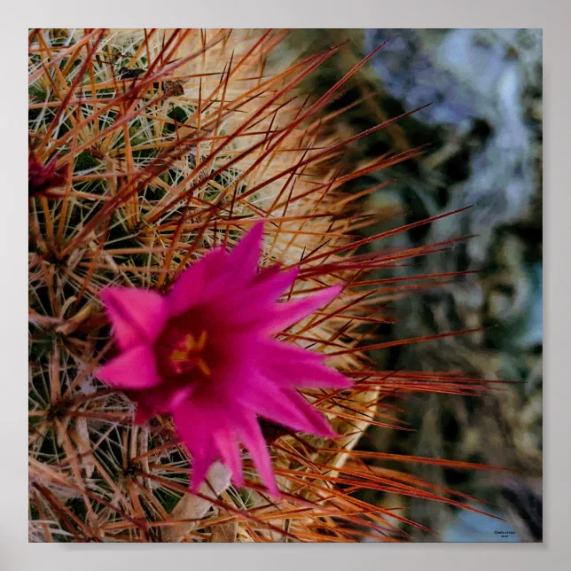 Cactus Flower Poster | Zazzle
