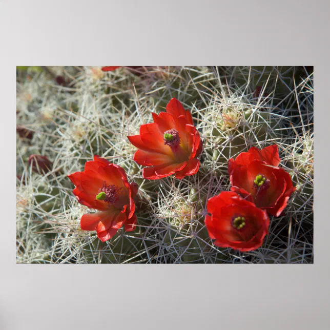 Cactus flowers poster | Zazzle