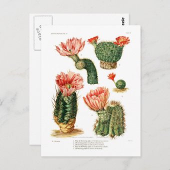 Cactus species postcard | Zazzle