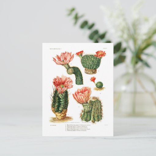 Cactus species postcard | Zazzle