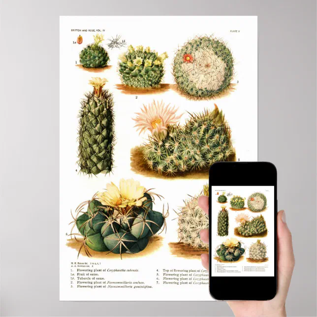 Cactus species poster | Zazzle