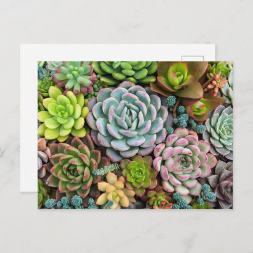 Cactus Succulents postcard | Zazzle