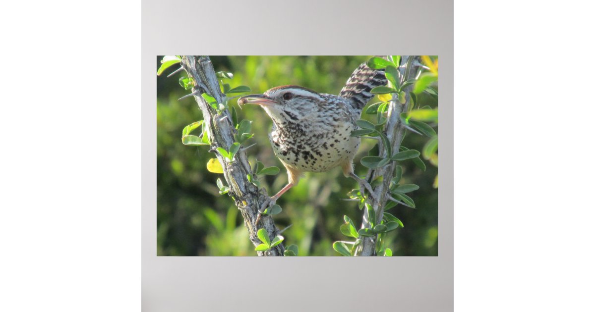 Cactus Wren on Ocotillo Poster | Zazzle