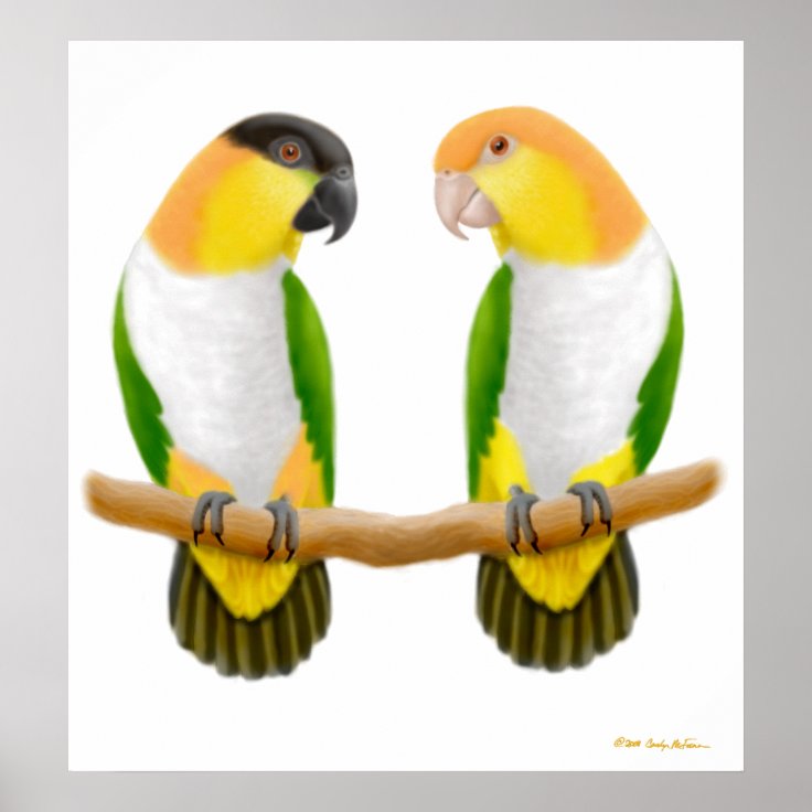 Caique Parrot Love, Caique Parrot Love, Caique ... Poster | Zazzle