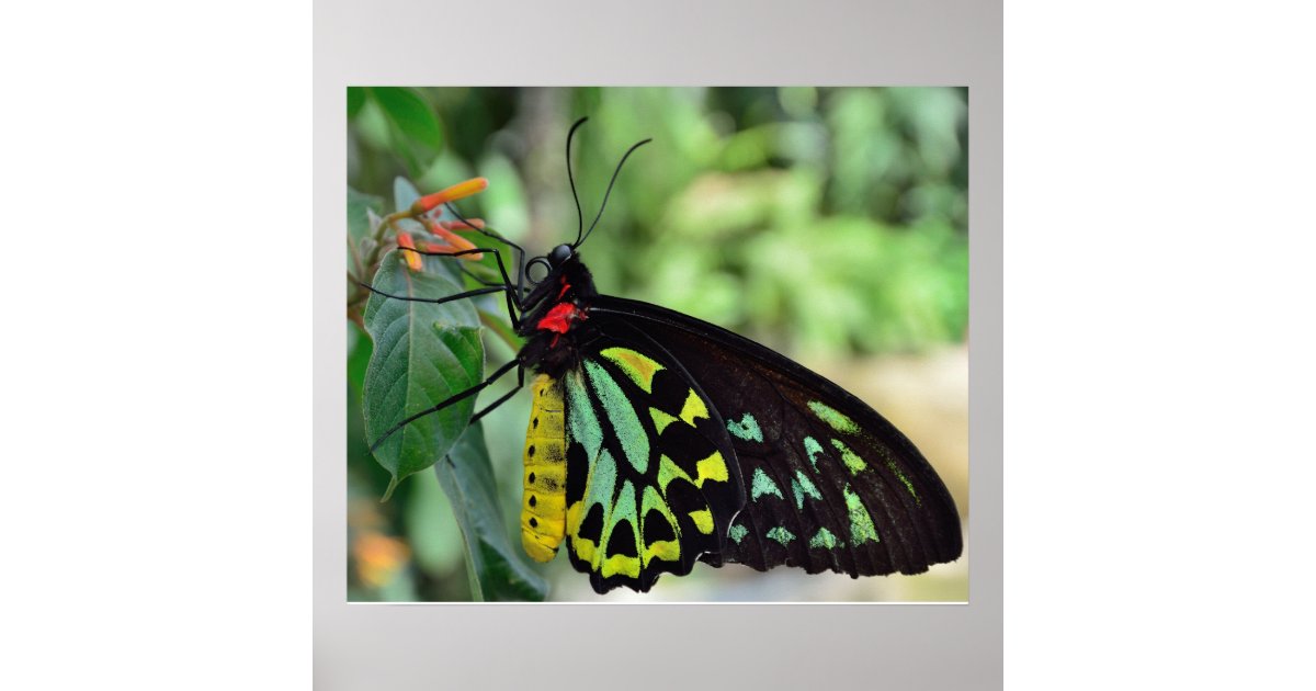 Cairns Birdwing Butterfly Photo Poster | Zazzle