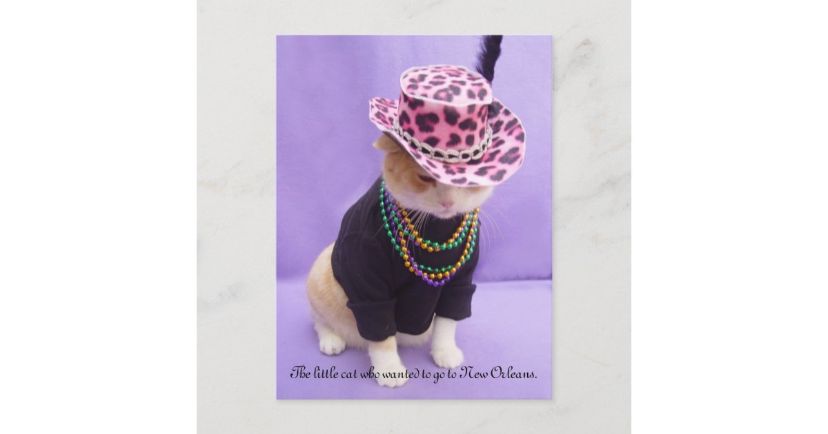 Cajun Bubba Kitty Postcard | Zazzle