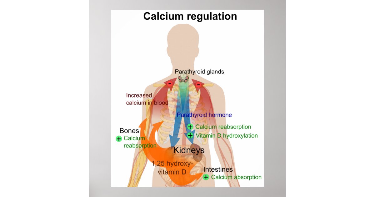 Calcium Regulation in the Human Body Chart Poster | Zazzle
