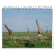 calendar giraffe | Zazzle