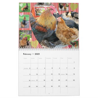 Calendar: The Chicken Chick's Flock Calendar | Zazzle