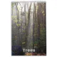 Calendar - Trees #1 | Zazzle