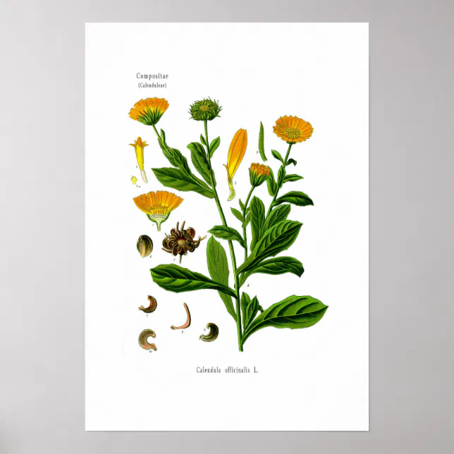 Calendula Poster | Zazzle