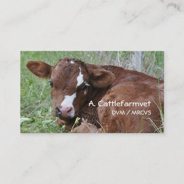 Calf business card | Zazzle