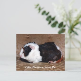 Calico Abyssinian Guinea Pig Postcard | Zazzle