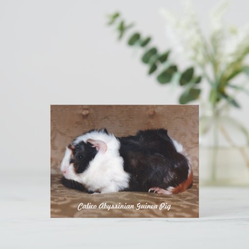 Calico Abyssinian Guinea Pig Postcard | Zazzle