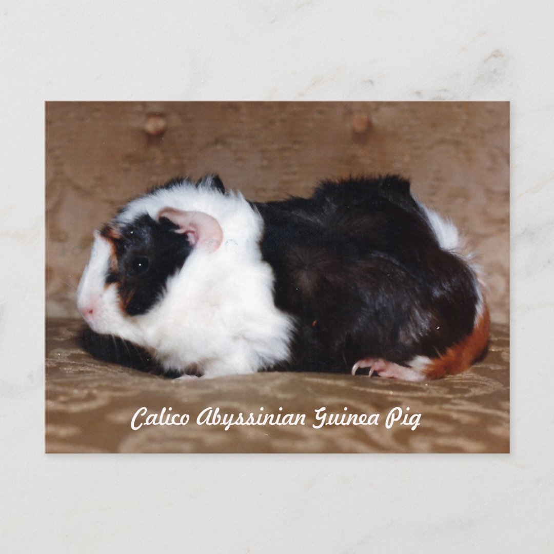 Calico Abyssinian Guinea Pig Postcard | Zazzle