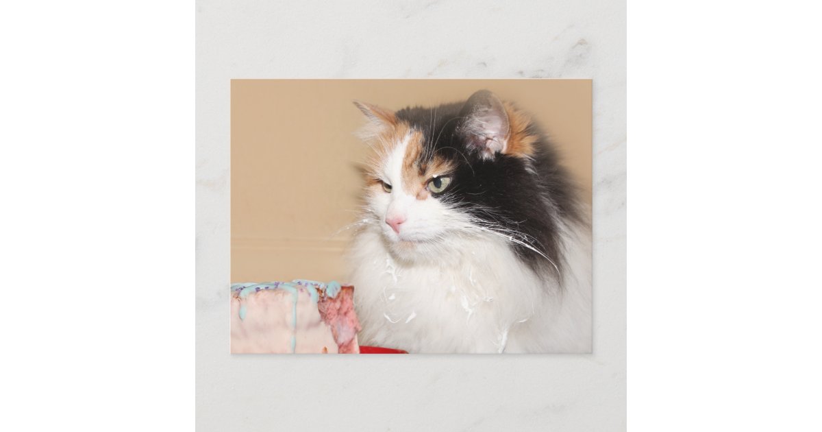 Calico cat eats birthday cake holiday postcard | Zazzle