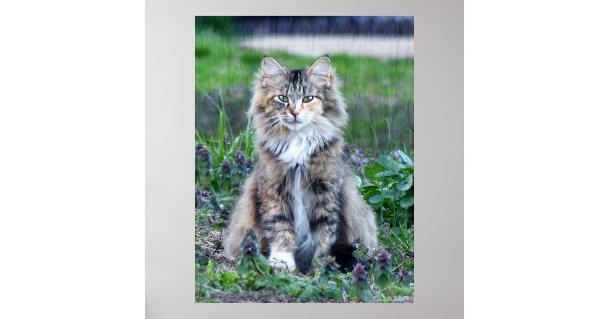 Calico Cat Poster | Zazzle